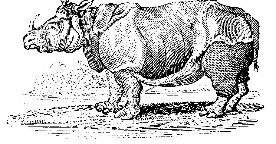 Rhino