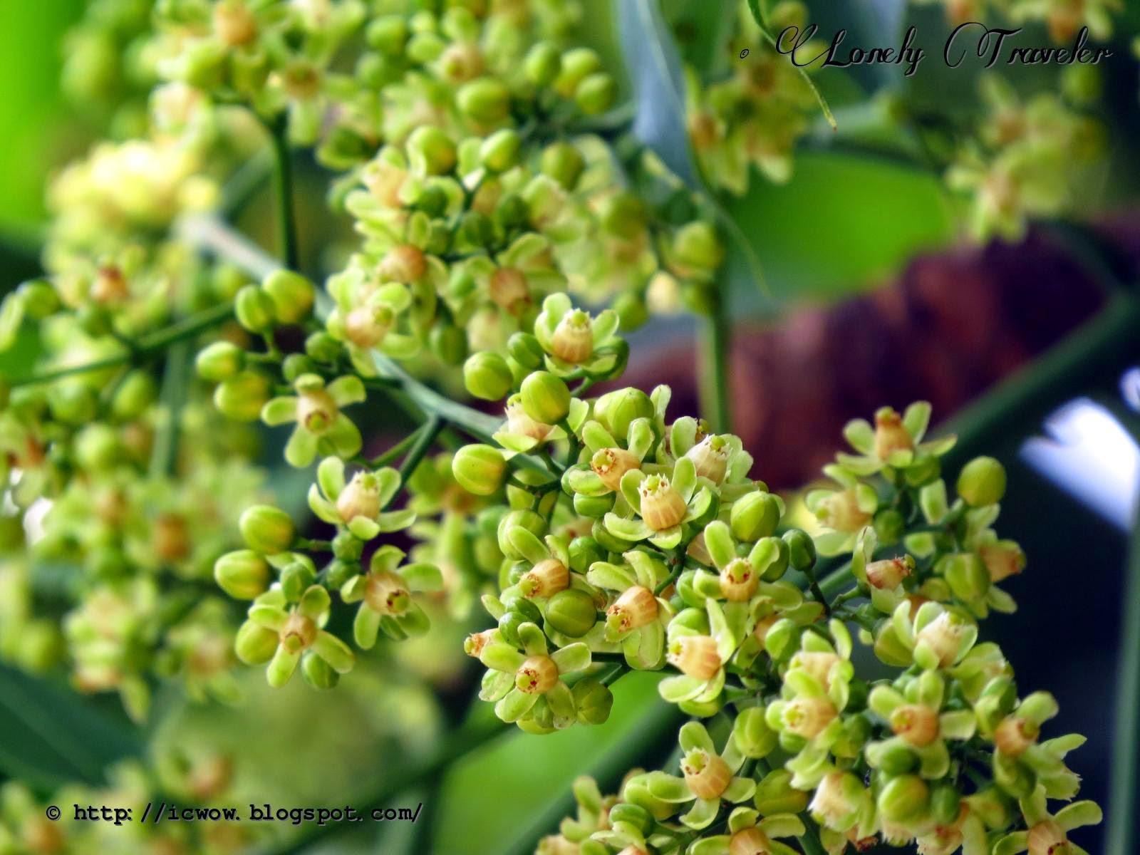 Mahogany flower (মেহগনি ফুল) - Swietenia macrophylla
