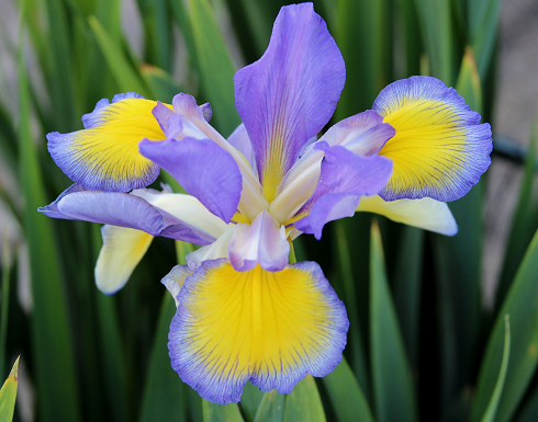 World of Irises: "Talking Irises" SPURIA IRISES WITH BRAD KASPEREK-- MY ...
