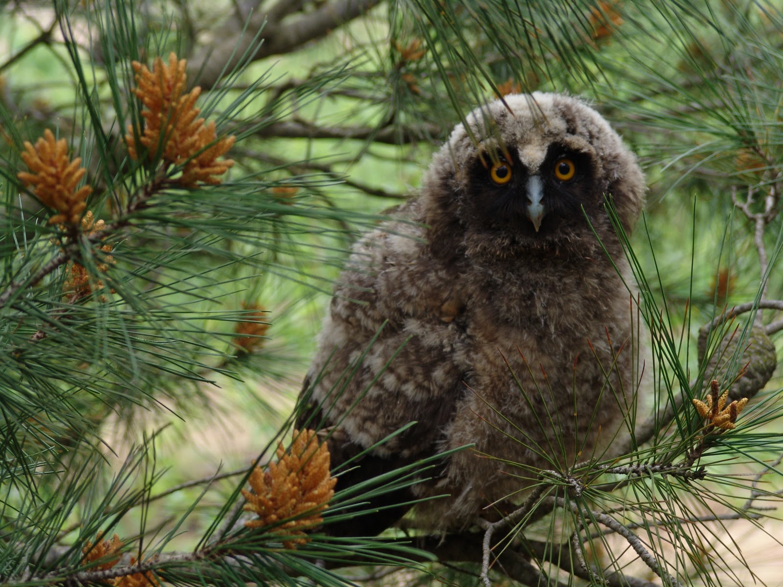 Pasión por las aves: Búho chico,(Asio otus).