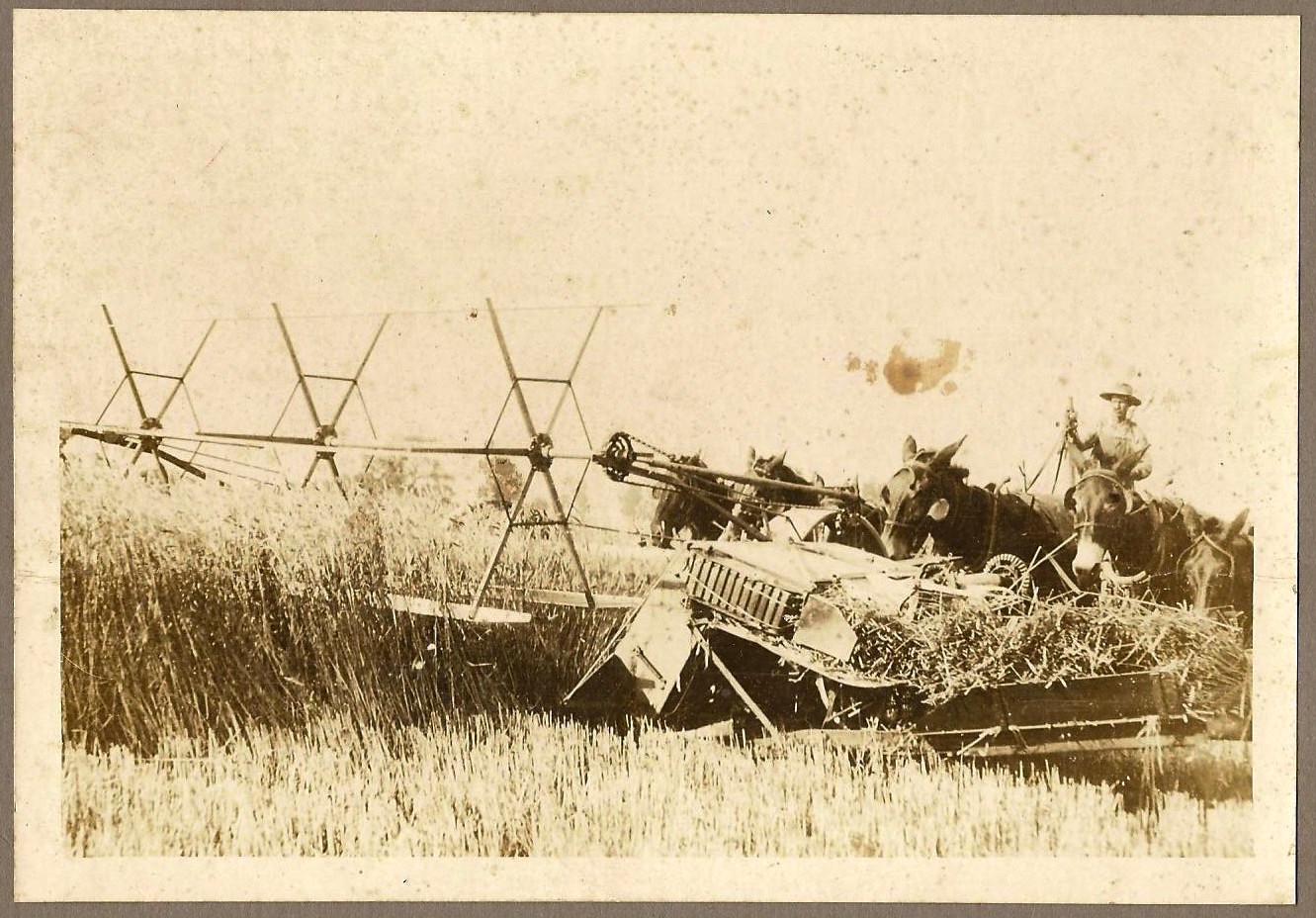 Farmer on a Mission: Early 1900's Kansas Wheat Harvest