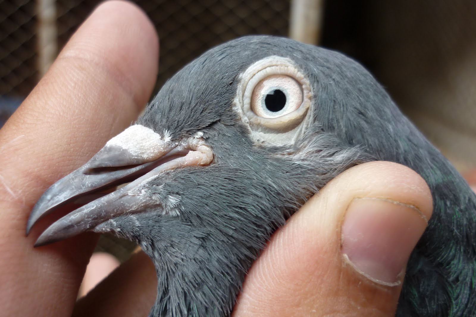 Top Pakistani Pigeons Eye | Latest Most Papu ~ Pigeons Photos | Pigeons ...