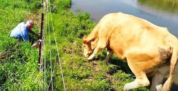 White Wolf : Worried Cow Asks Man To Rescue Her Newborn Calf