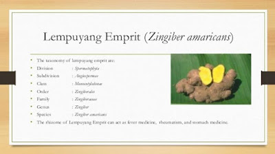Tumbuhan Obat Lempuyang Emprit dan Khasiatnya Sebagai Obat Tradisional