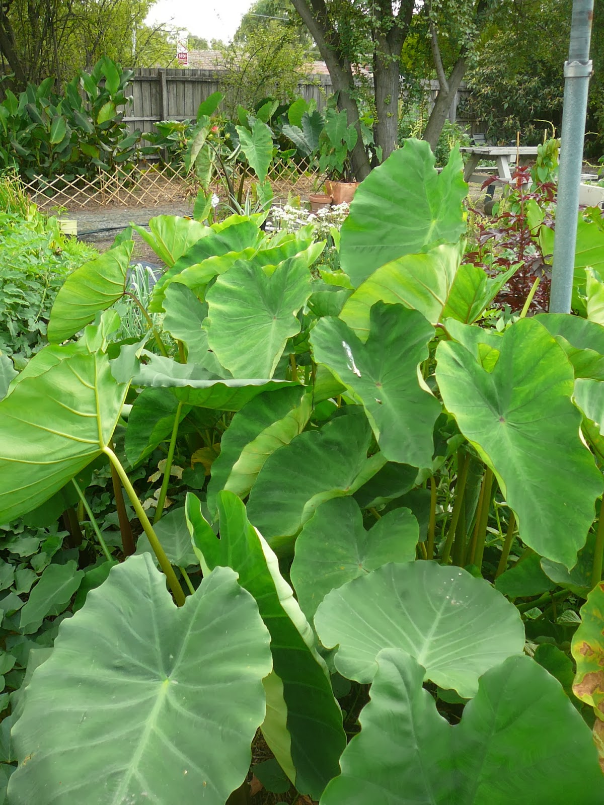 People, Plants, Landscapes: Taro leaves