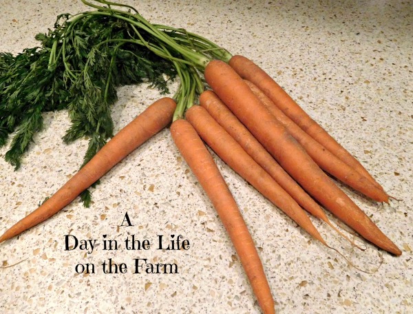 A Day in the Life on the Farm: Caramelized Carrot Bisque # ...
