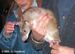 Bisarbeat: Cat-Sized Rats in Florida: Gambian Giant Pouch Rats on the ...