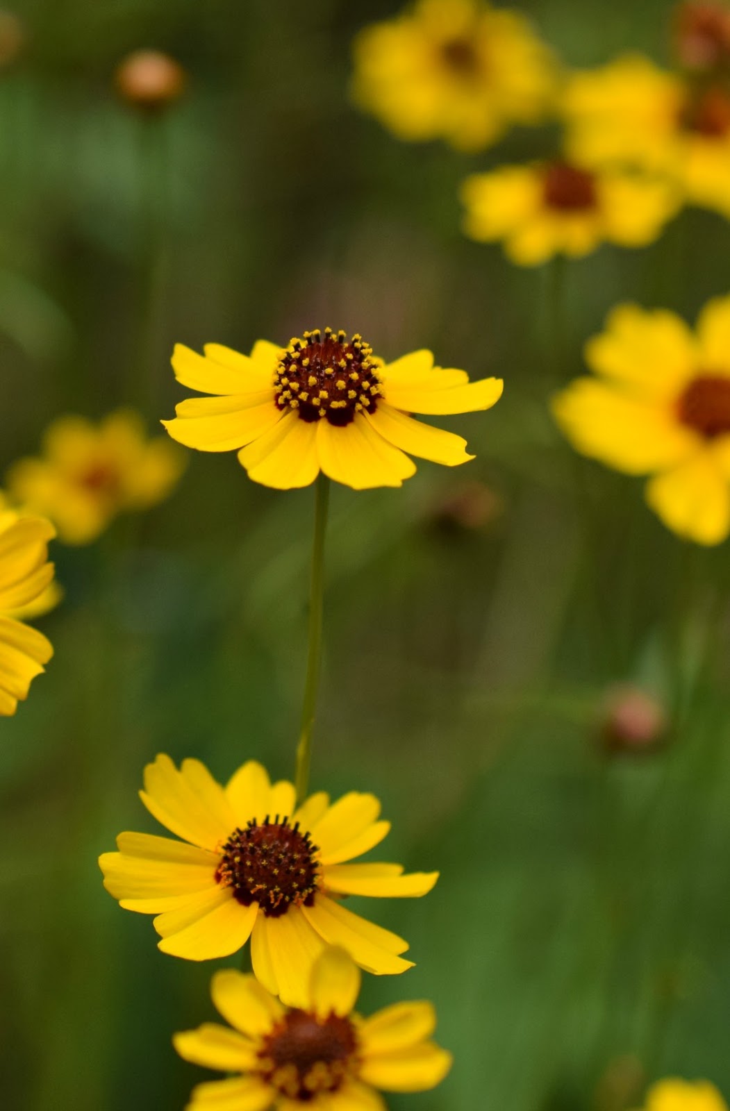 Using Georgia Native Plants: Native Annuals In My Garden