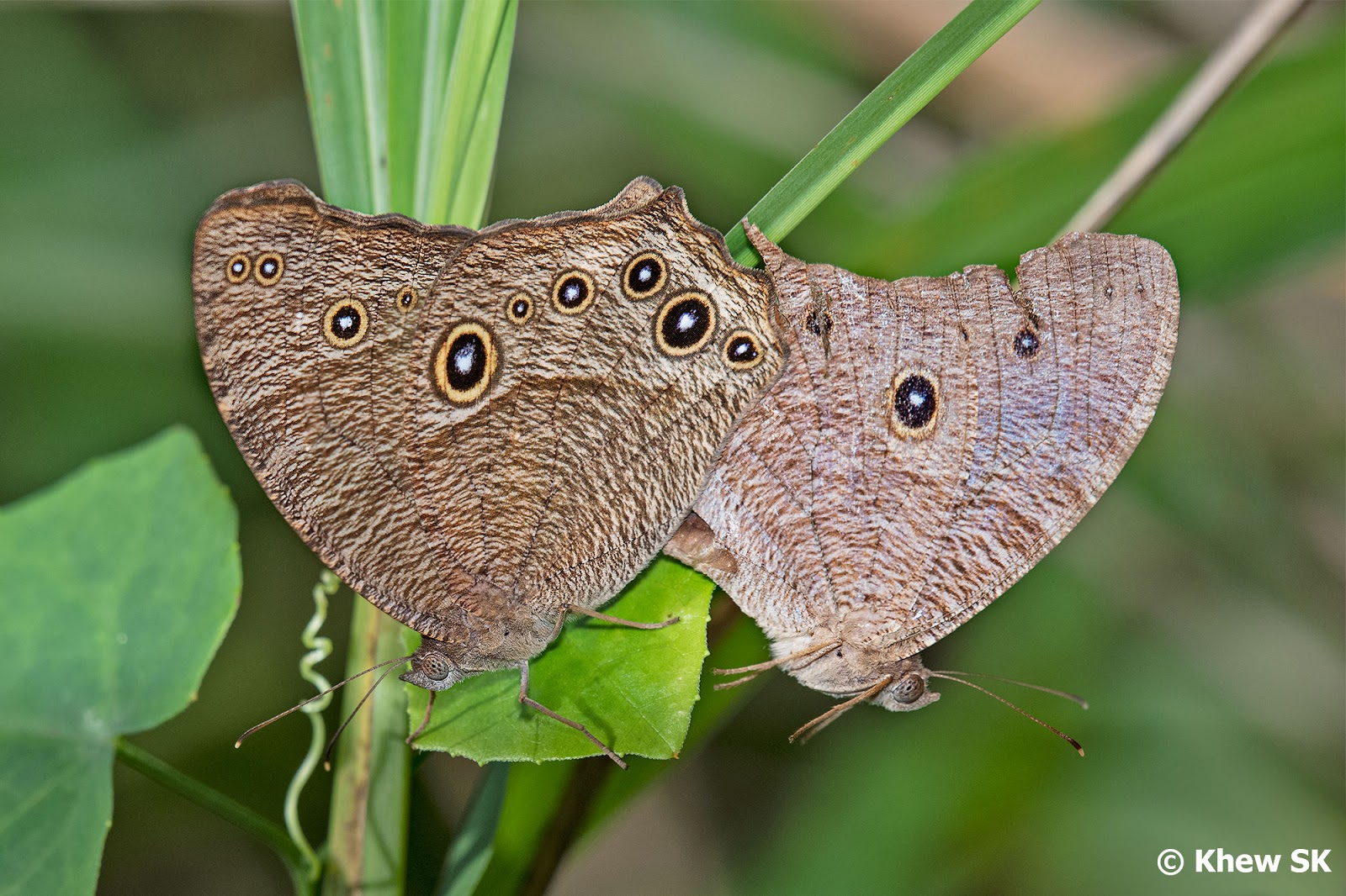 Butterflies of Singapore: It Takes Two! : Part 1