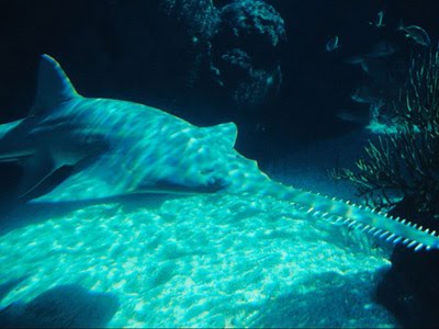 Semua Tentang Ikan: Hiu Gergaji