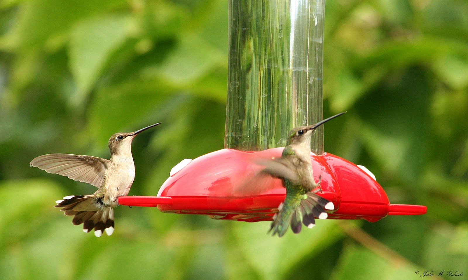 Birding Is Fun!: Hummingbird Delight