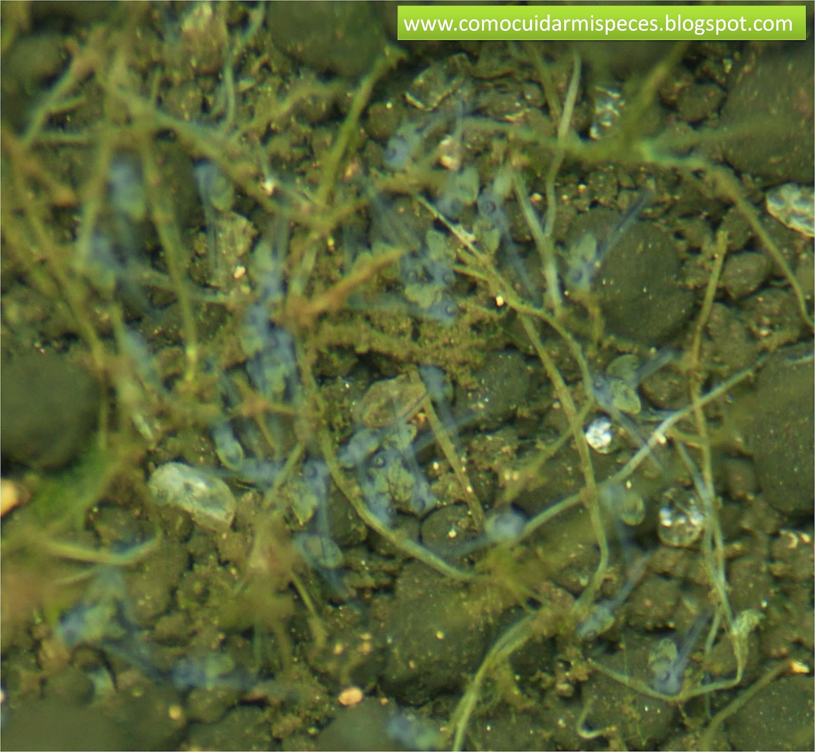 Alevines de Ramirezi, los 7 primeros días desde la puesta