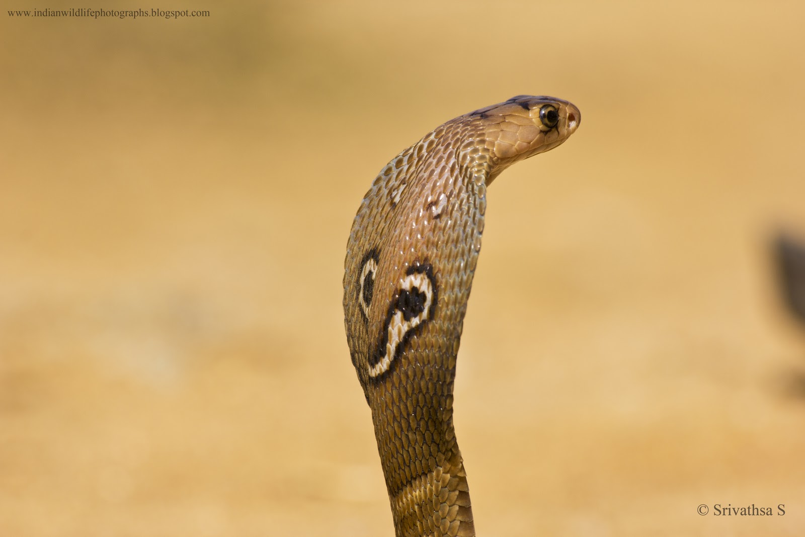 Indian wildlife photography: Spectacled Cobra ( juv.)