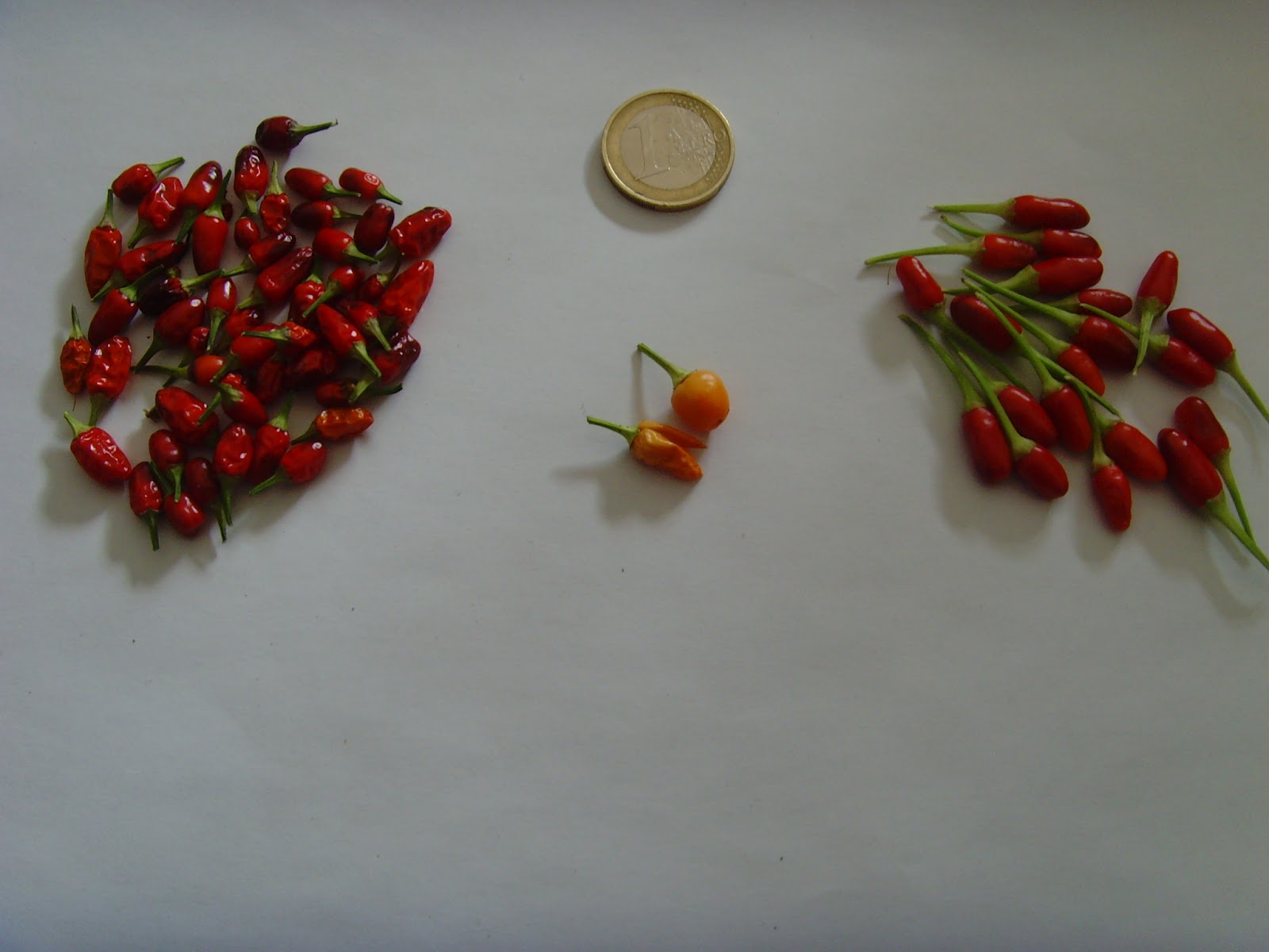 Les piments,le potager, les fleurs et plantes de biosyrphe