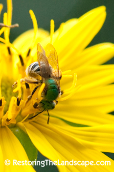 Restoring The Landscape With Native Plants: Native Bee Spotlight: Green ...