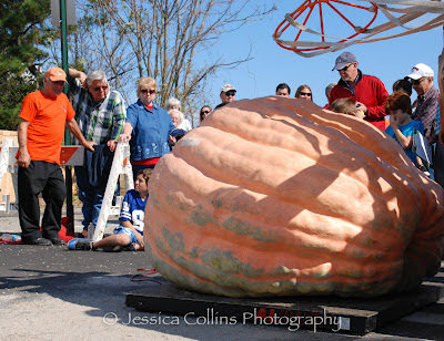 Jessica Collins Photography: How much can a pumpkin weigh???