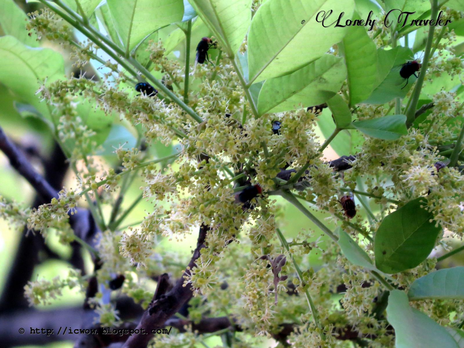 Ceylon oak (কুসুম গাছ) - Schleichera oleosa