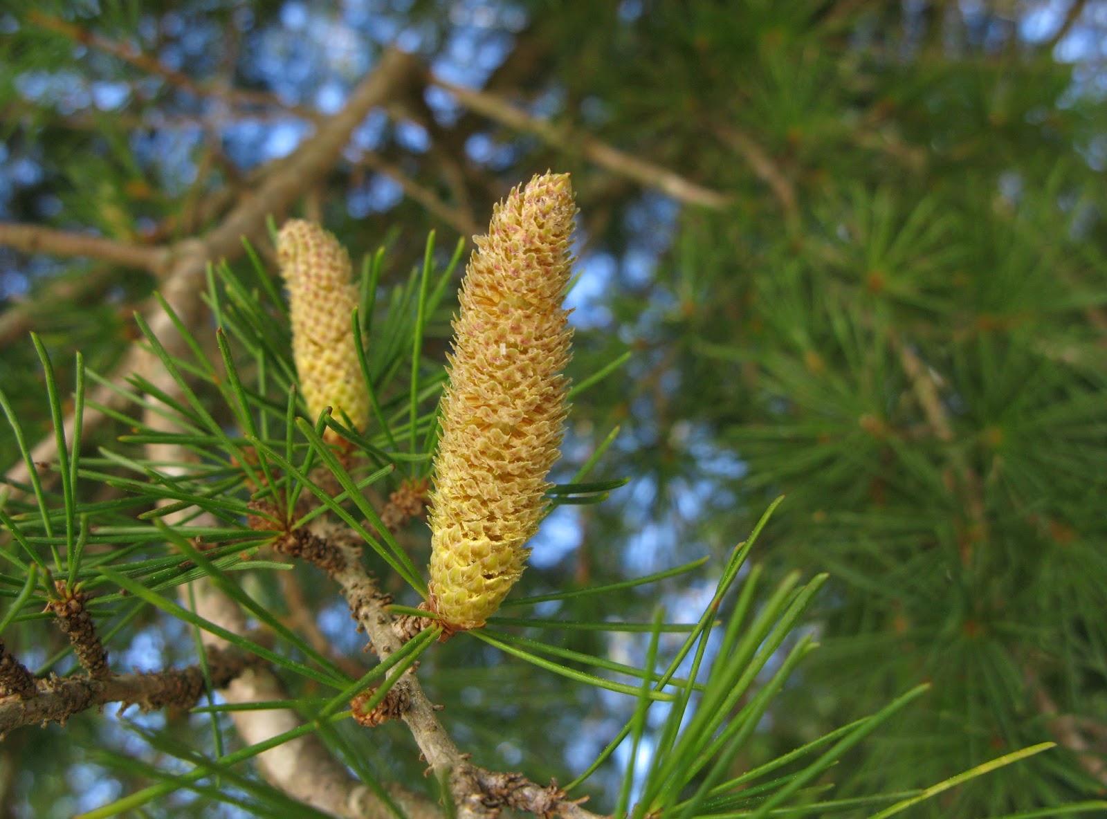 Flores y Palabras: Flores de cedro