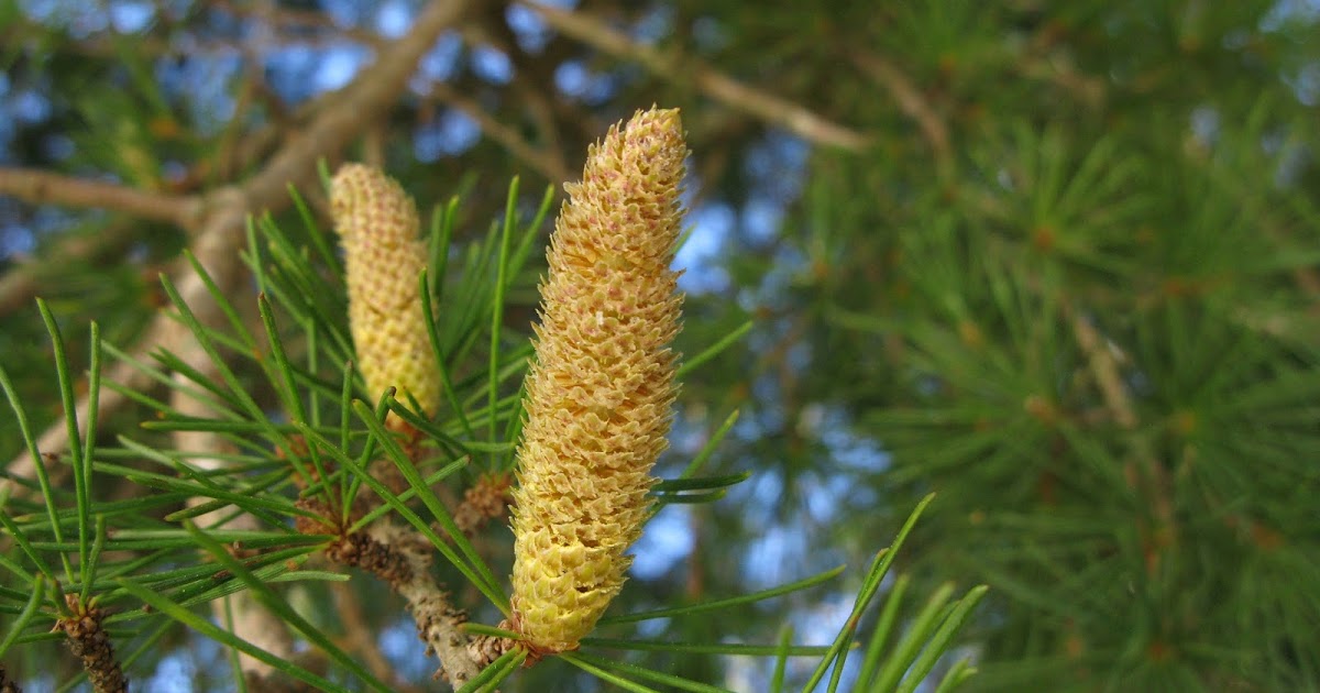 Flores y Palabras: Flores de cedro