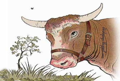 Kids Page: The Gnat and the Bull - Aesop Moral Story