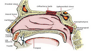 Fungsi dan Gangguan Rongga Hidung Pada Manusia | GuruIPA