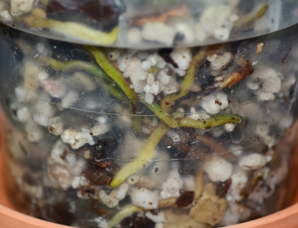 Phrag. besseae | Slippertalk Orchid Forum