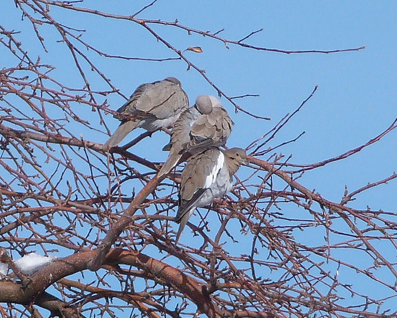 Birding Is Fun!: Winter Birding Traditions