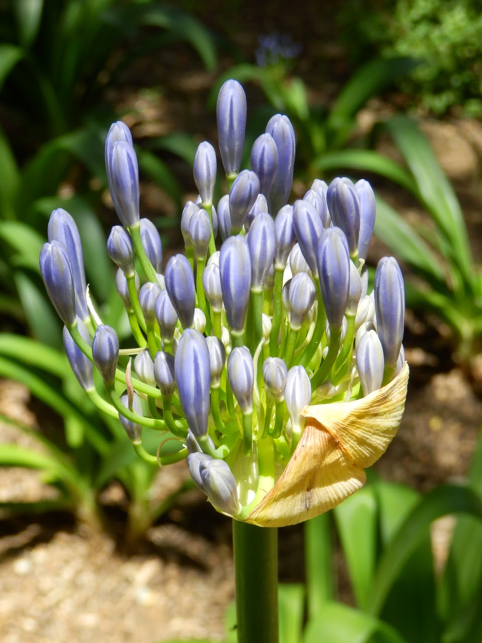 Mi mundo en fotos: Flor lila del Nilo o Agapanto (2)