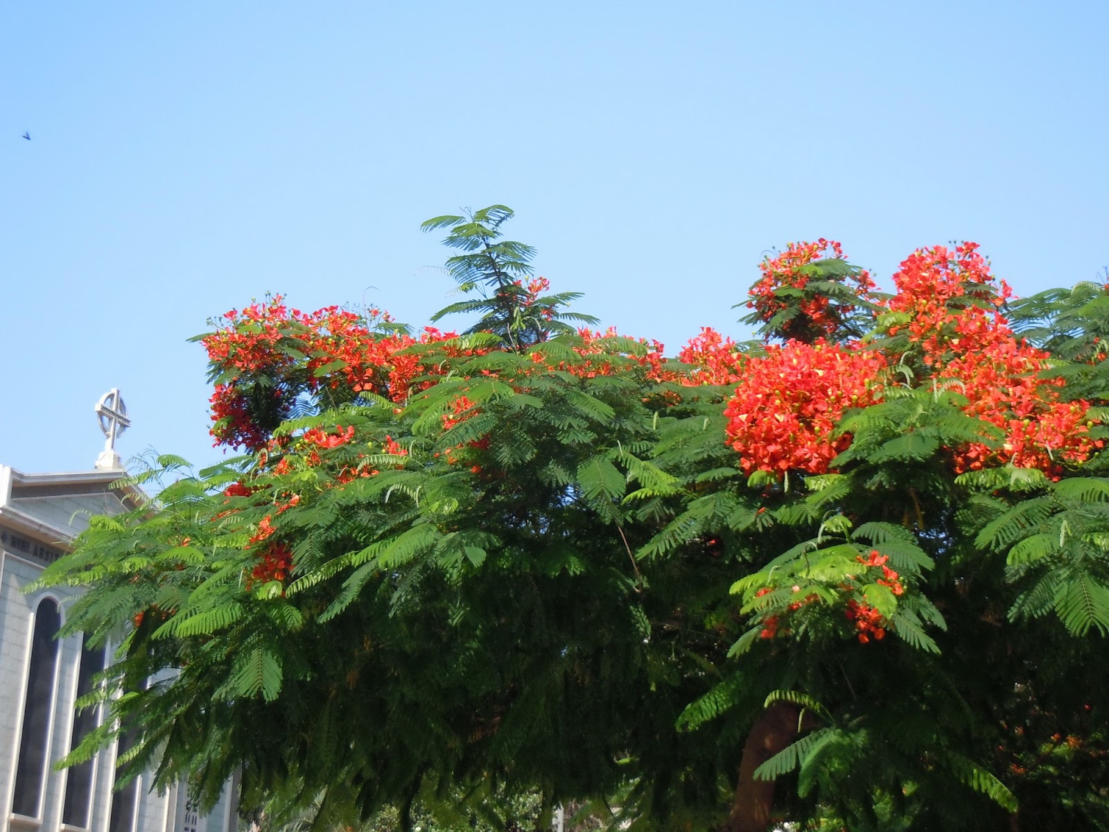 Du flamboyant à Beyrouth: Hamra rouge!