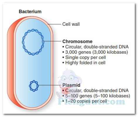 Prokaryotic Cell Structure