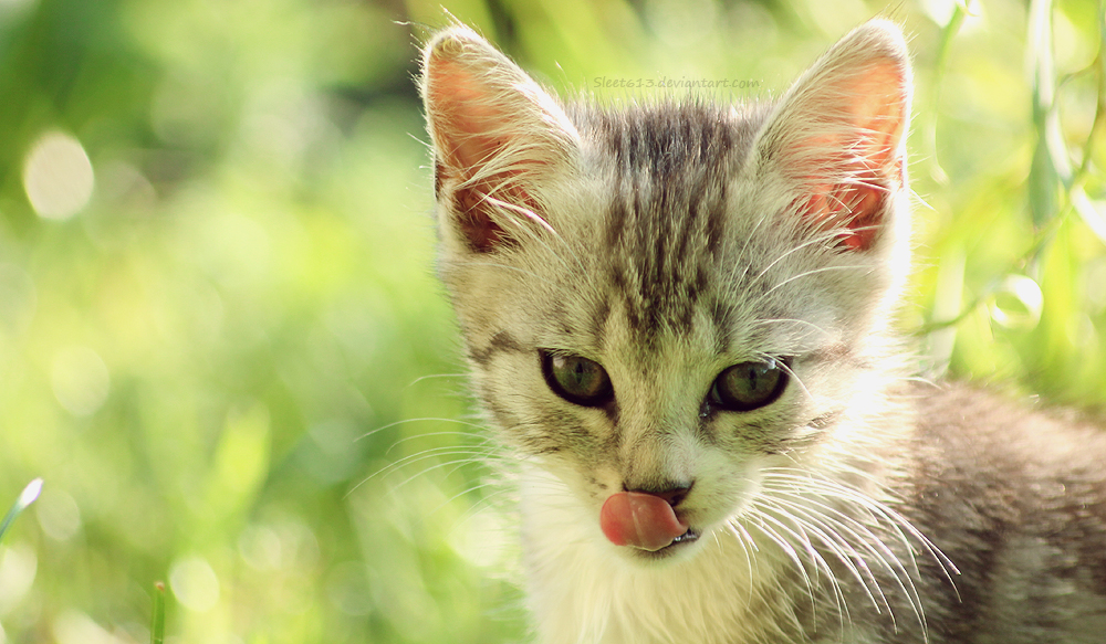 100+ Wallpaper Kucing Lucu dan Comel Kualitas HD - Kucing Anggora ...