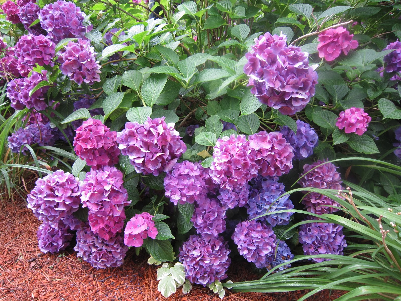 Taste the Rainbow: I love Hydrangea