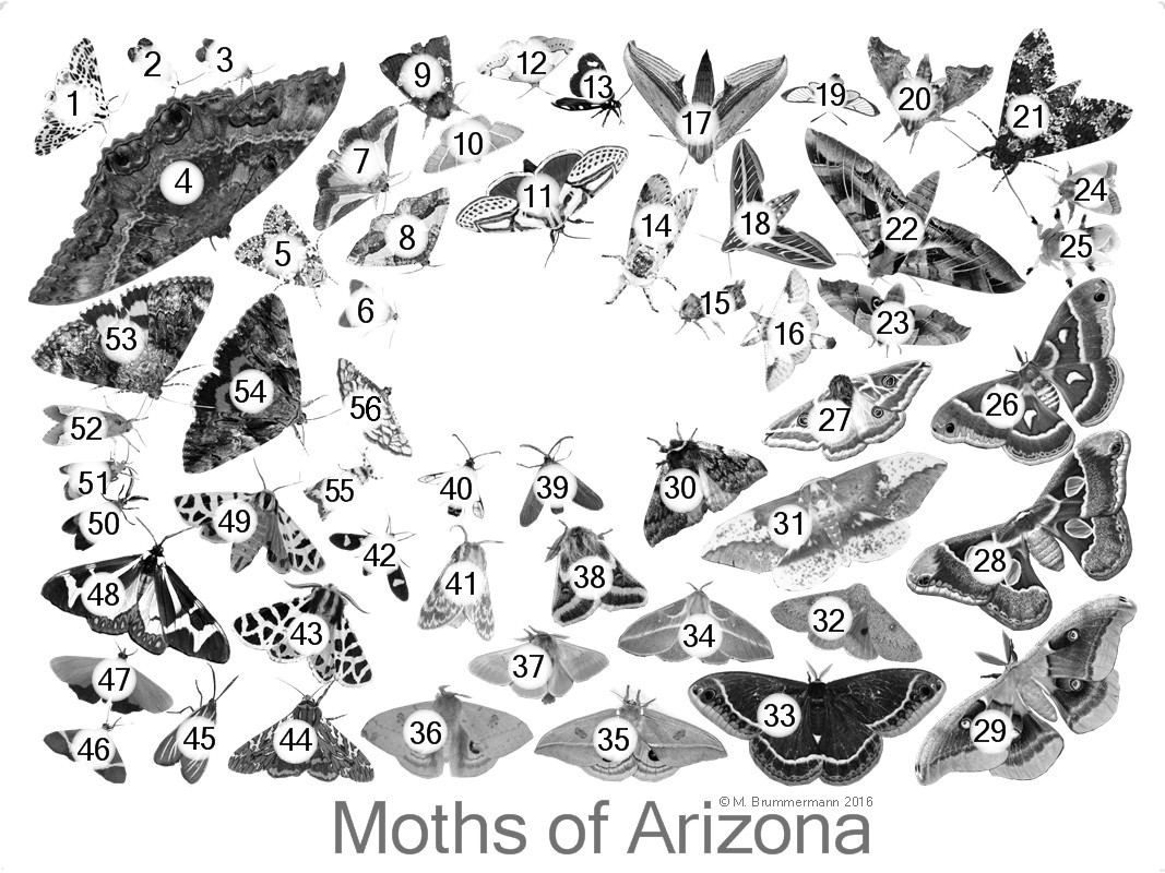 Arizona: Beetles, Bugs, Birds and more: Moths of Arizona - a new Poster