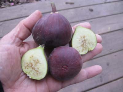 Beall Fig - Var Tin