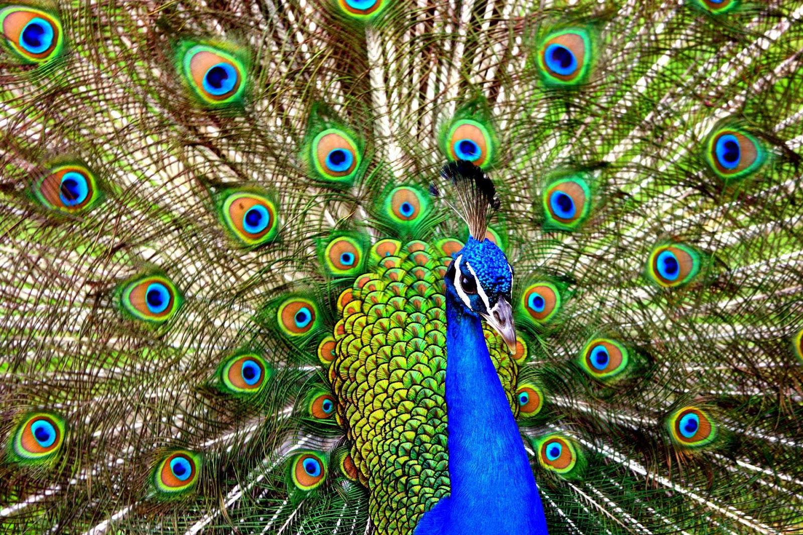 Alguns dos Animais Mais Coloridos do Planeta - Mundo em Fotos