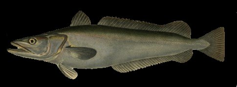 Pelles Fotoblogg: Fisk Artregister