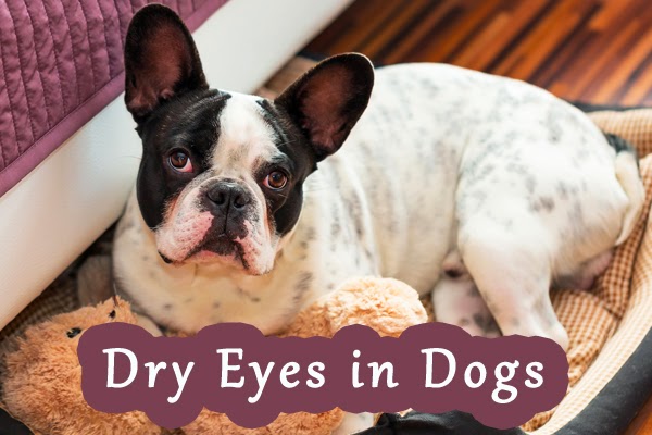 Pet Care Tips: Dry Eyes in Dogs – Causes and Solutions