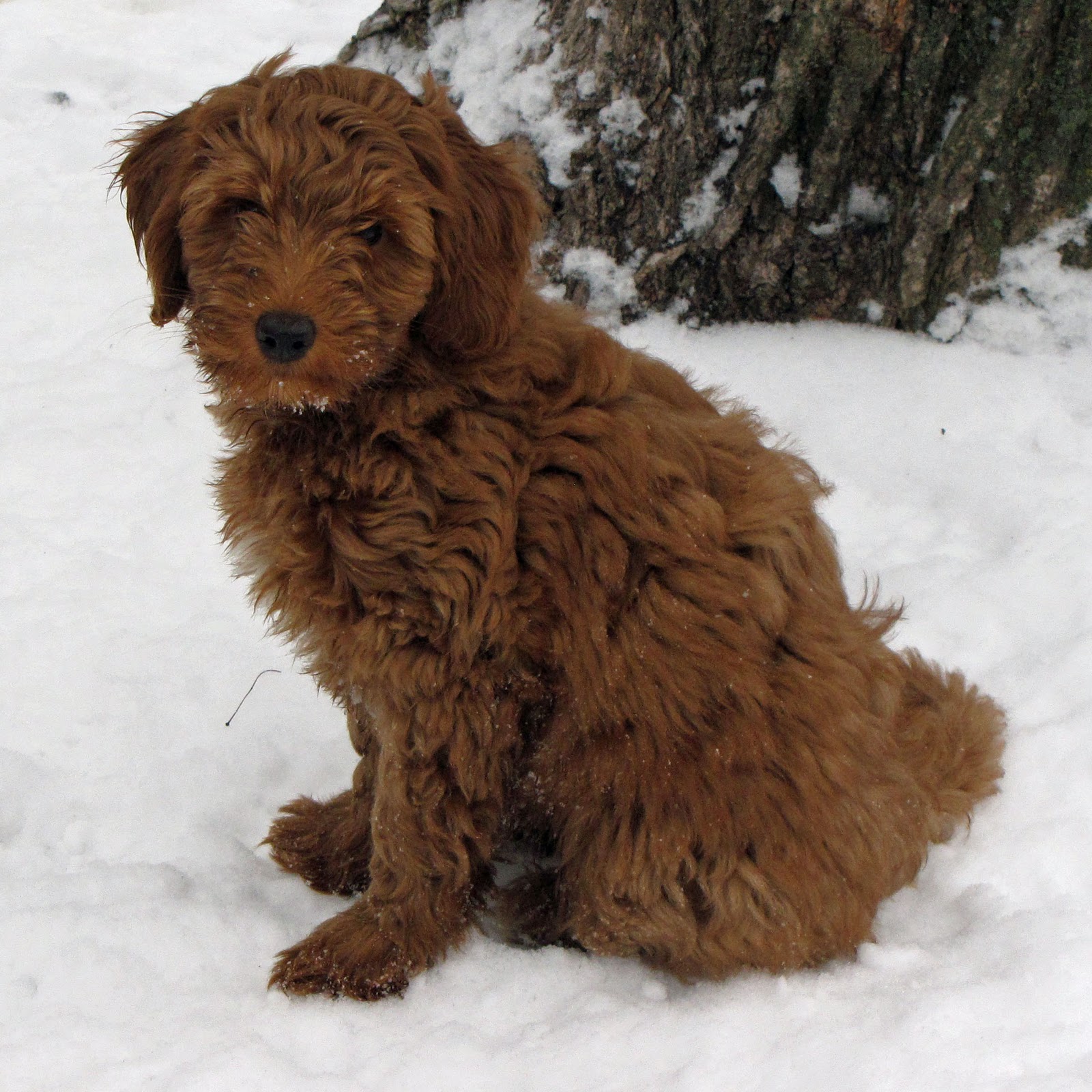 Canadian Doodle Puppies: Puppies playing in the snow