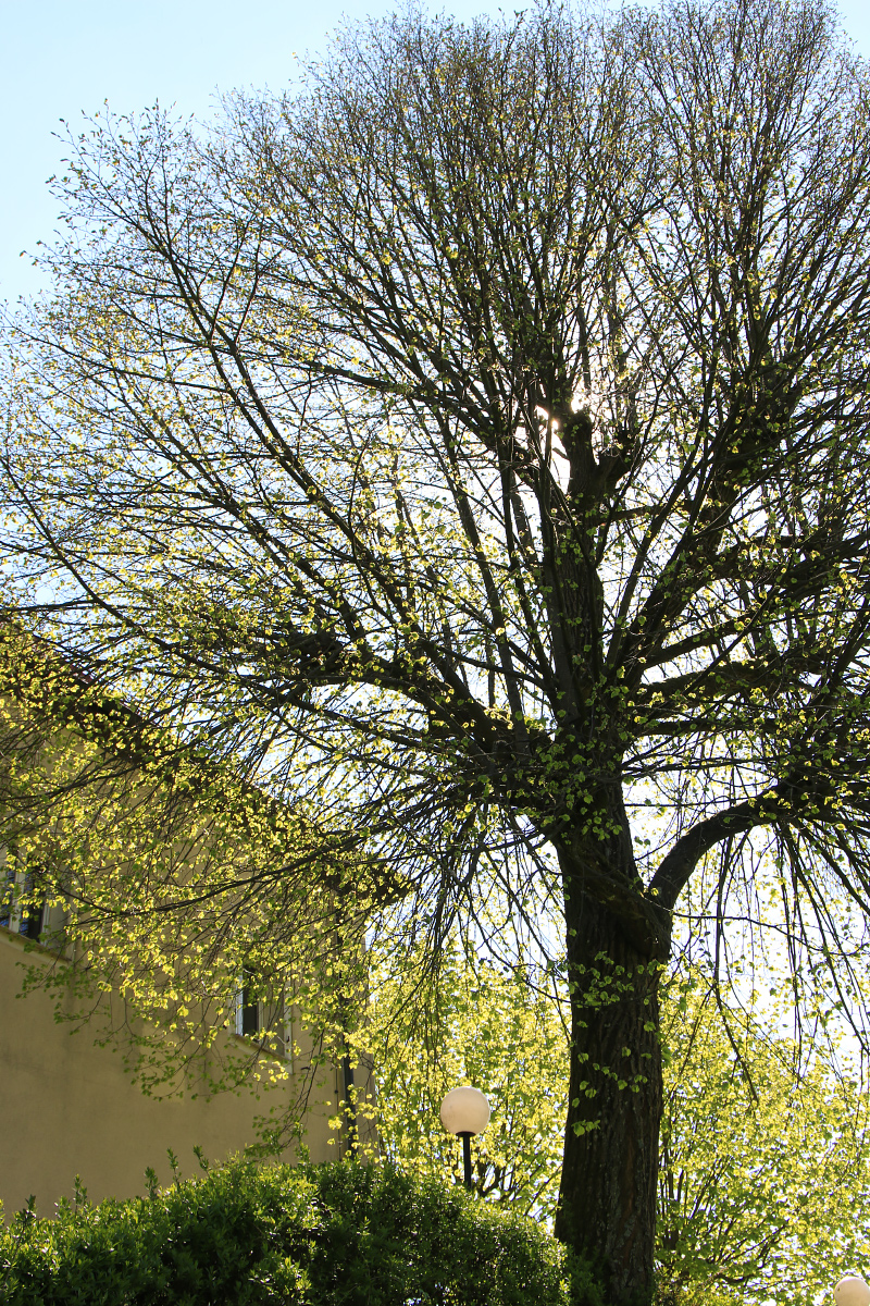 More snapshots from Germany