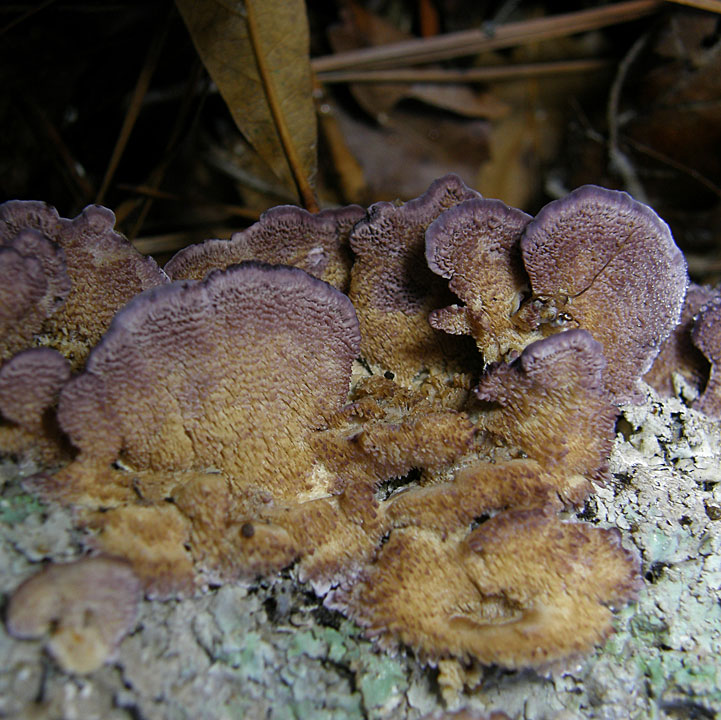 Anybody Seen My Focus?: Trichaptum biforme (Violet-toothed Polypore)