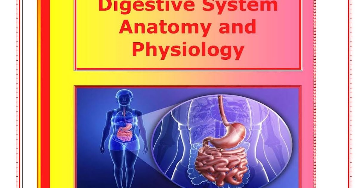 Digestive System Anatomy Physiology - Medical Yukti