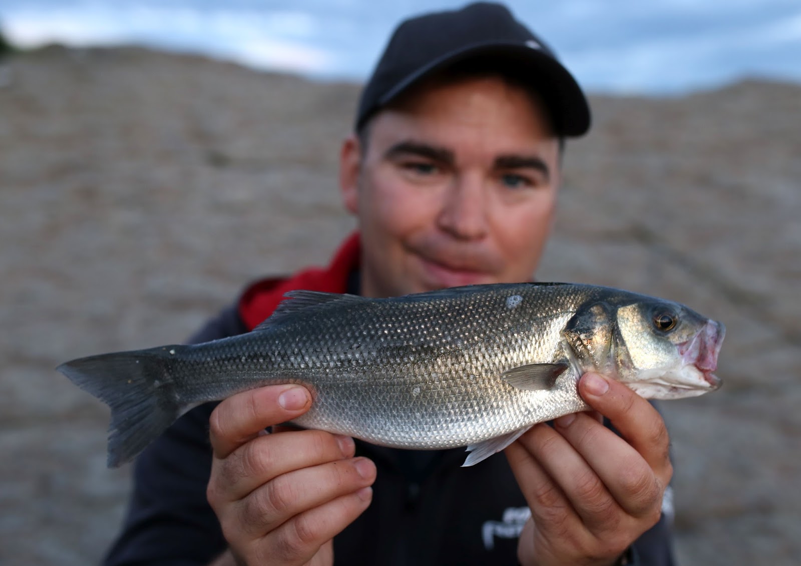 Arts- og specimenfiske: Havabbor i Oslofjorden
