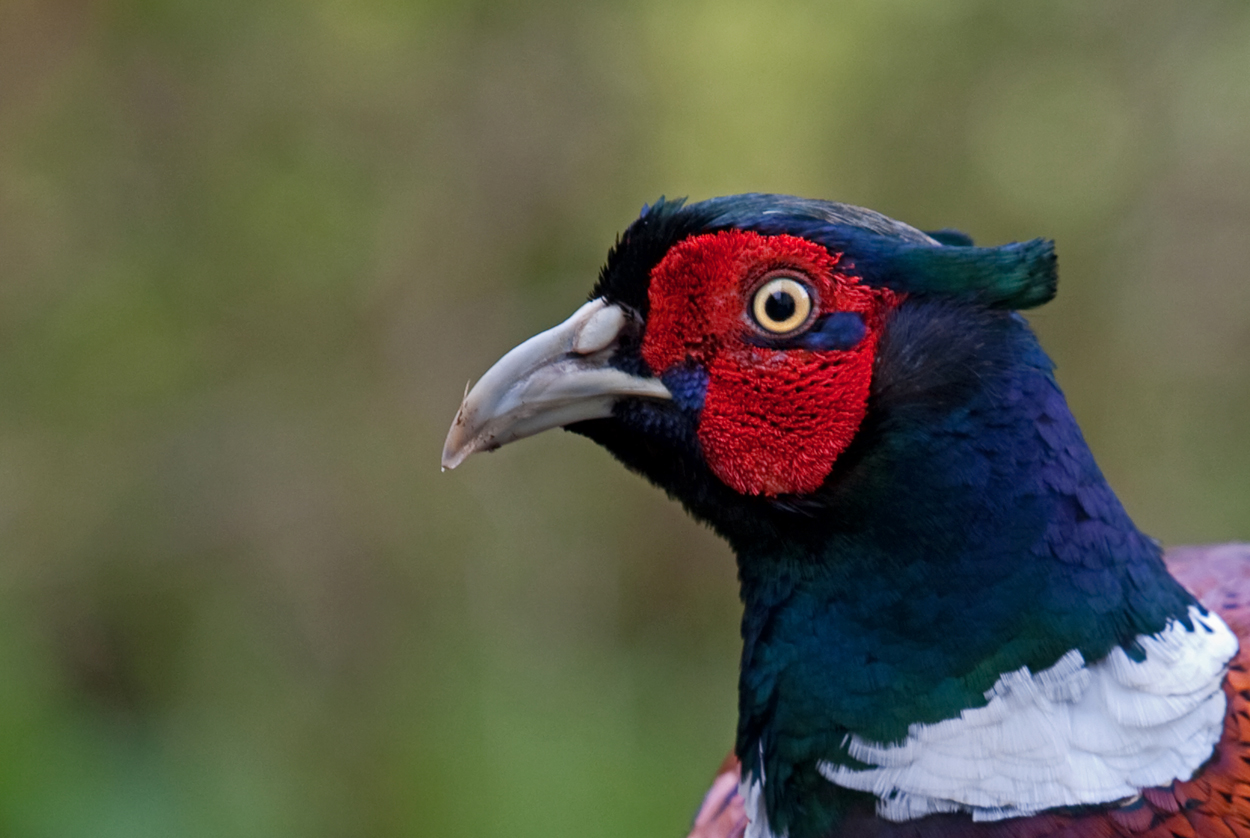 Irish Wildlife Photography: April 2017