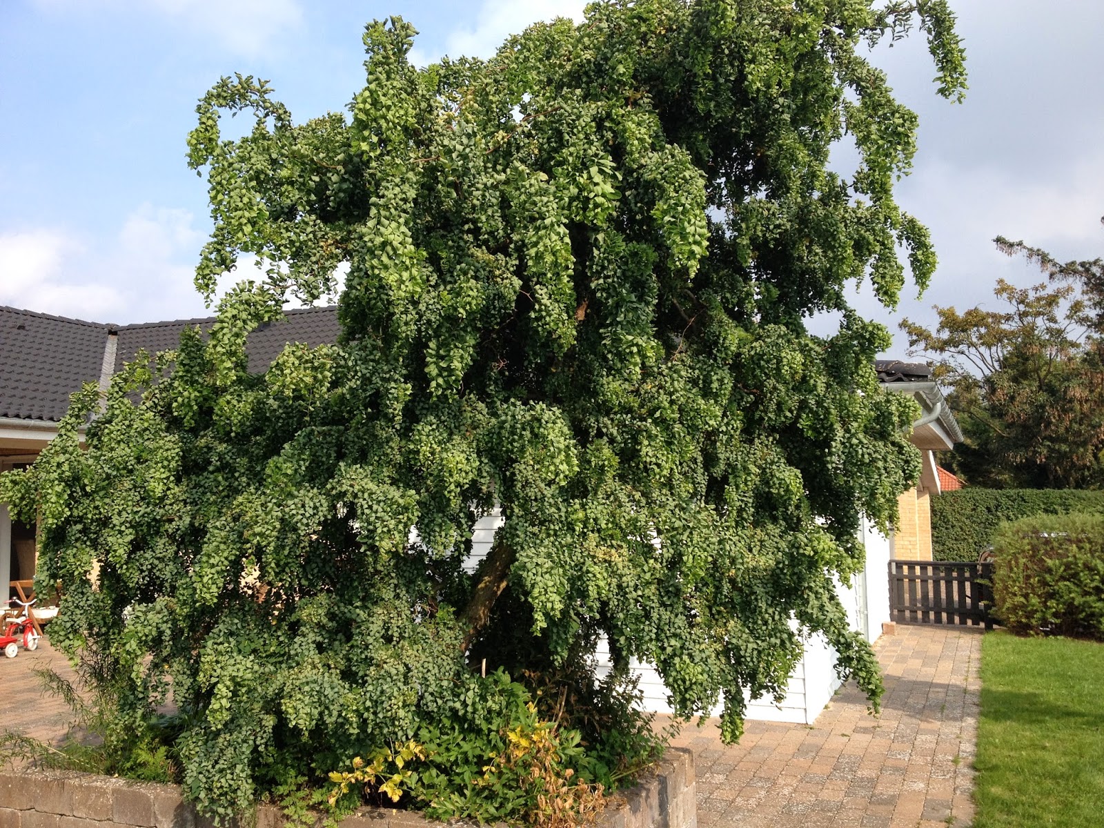 Idas Have: Mystisk træ