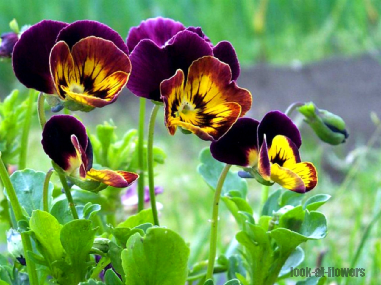 Pansy flower|Pictures of flowers