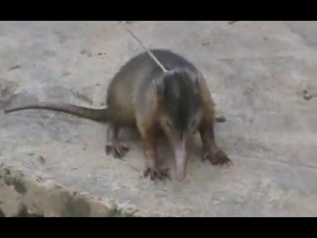 CAZADORES DE LA NOTICIA: ENCUENTRAN UN SOLENODONTE O ALMIQUI INGNORANDO ...