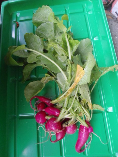 Vrt: Dnevnik - Rotkvica, rana - 2013-03-03