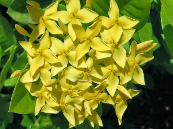 A GUIDE TO NORTHEASTERN GARDENING: The Gardens of Aruba: A Look Beyond ...