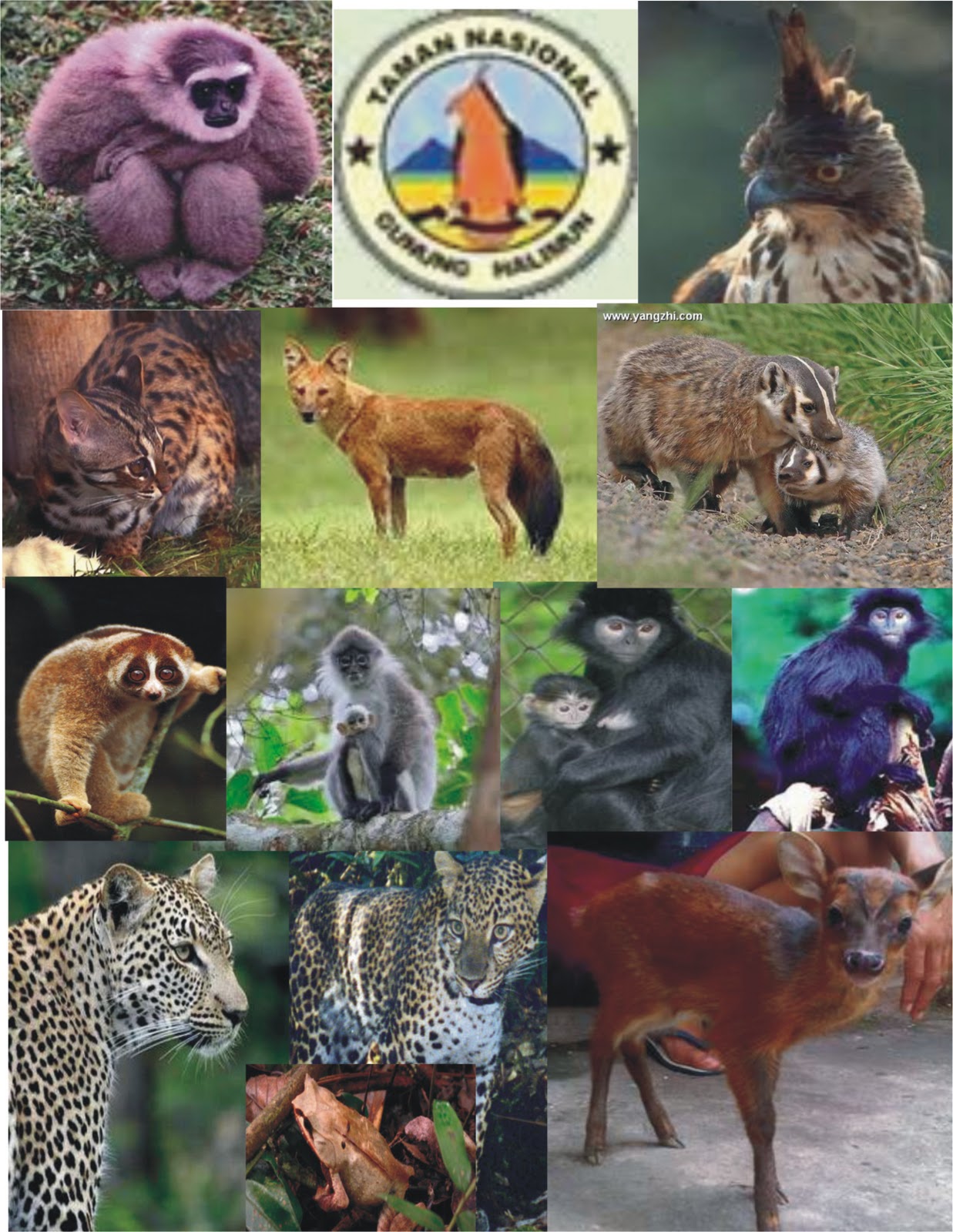 Al Ghiffari Forest Community Indonesia: KONDISI TAMAN NASIONAL GUNUNG ...