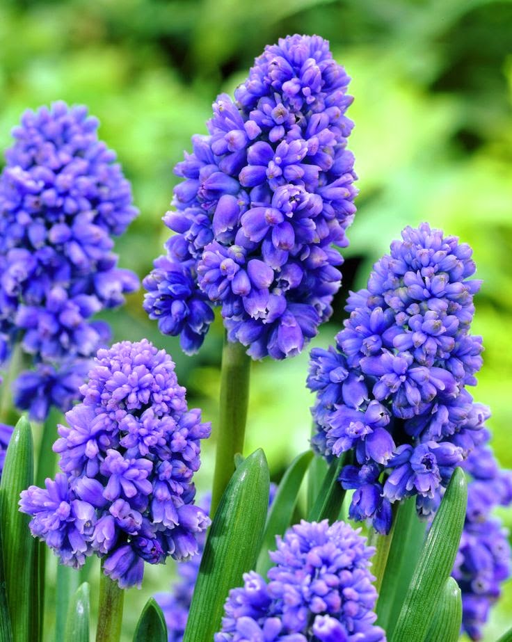 Grape Hyacinth 'Blue Spike' Muscari armeniacum ~ Stunning nature